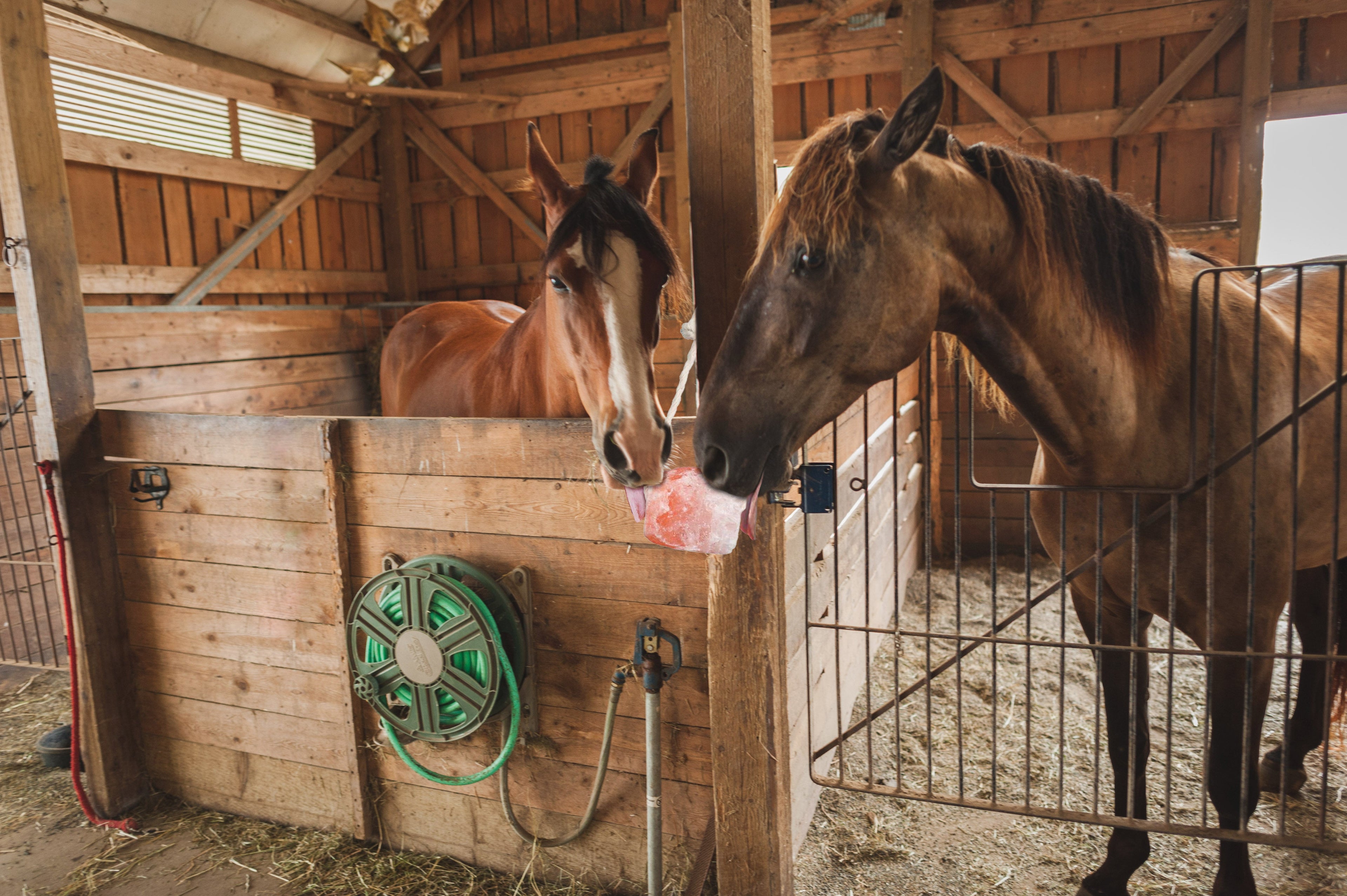 Salt Licks: Necessity for Animal Health or Taste Preference? – Pink ...